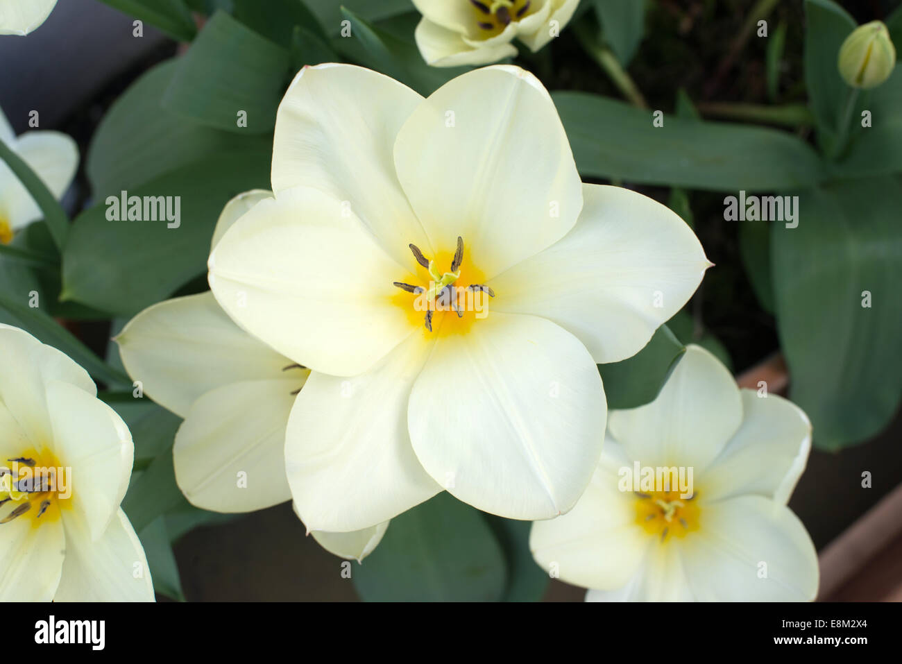 Pale yellow tulips in a back garden Stock Photo - Alamy