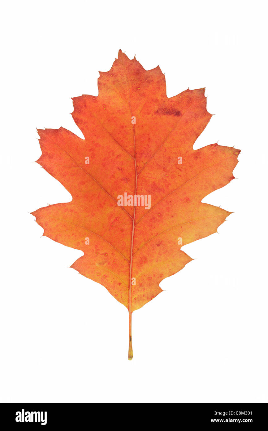 Oak leaf background hi-res stock photography and images - Alamy
