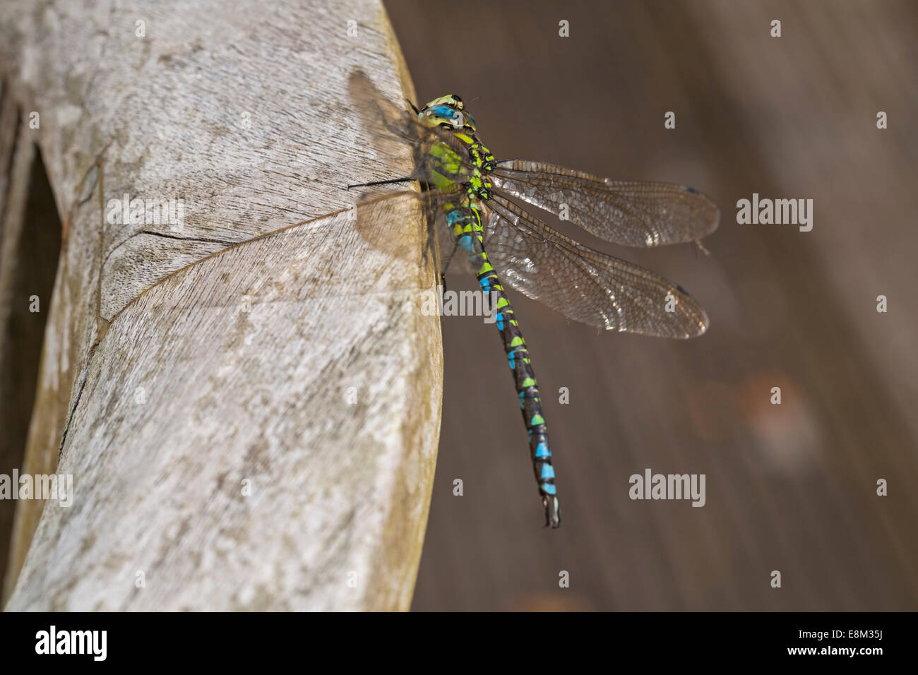 10th October, 2014. Southern Hawker dragonfly, Aeshna cyanea, basks in the Autumn sunshine ...