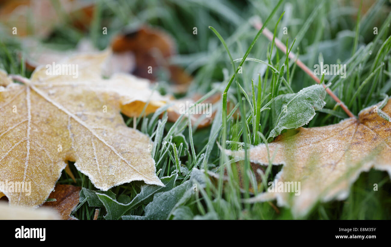 frosted maple leaves on grass, autumn time Stock Photo - Alamy