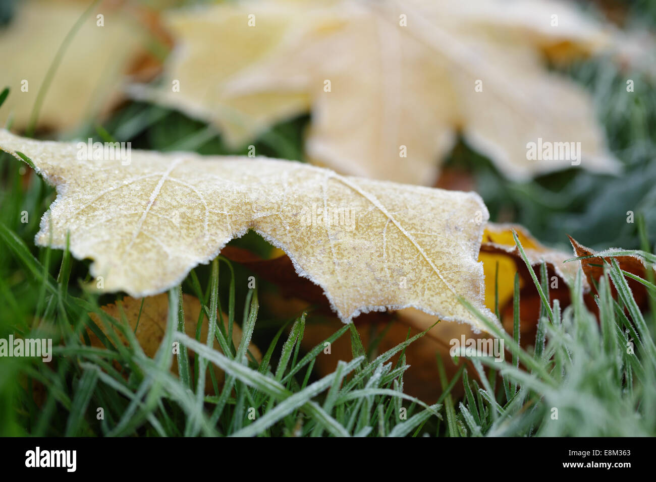 frosted maple leaves on grass, autumn time Stock Photo - Alamy