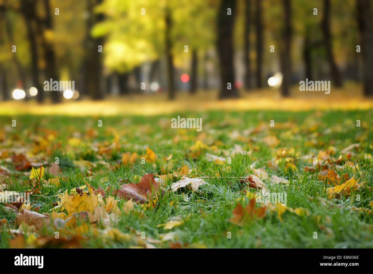 cold autumn morning in town, frosted leaves on ground Stock Photo - Alamy