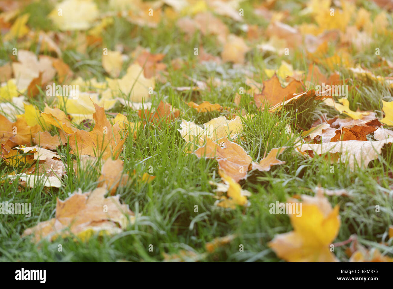 Frosted maple hi-res stock photography and images - Alamy