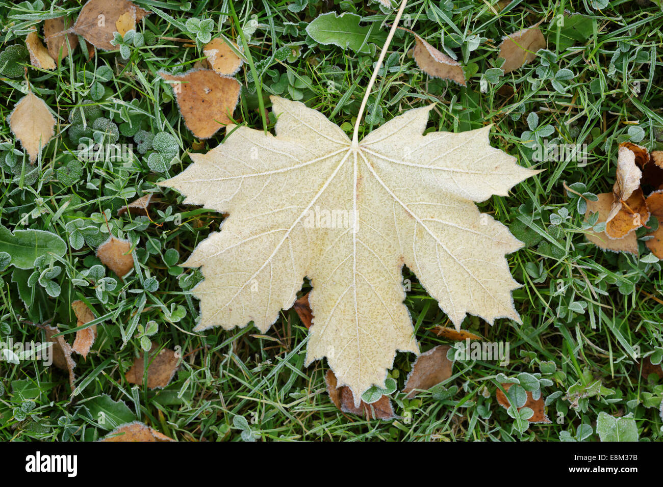 Frosted maple leaf hi-res stock photography and images - Alamy