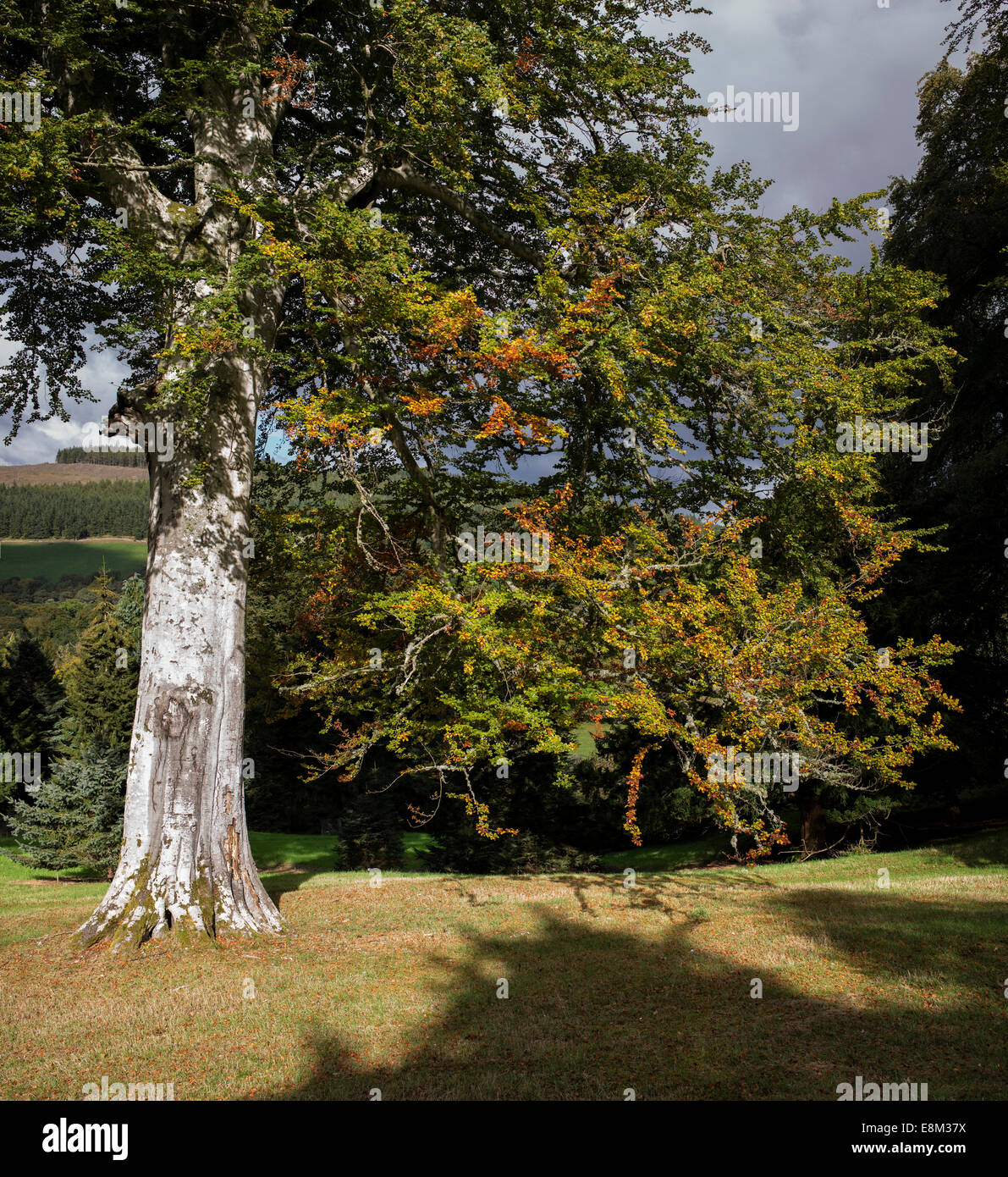 Fagus sylvatica. Beech tree in the Scottish countryside in sunlight ...