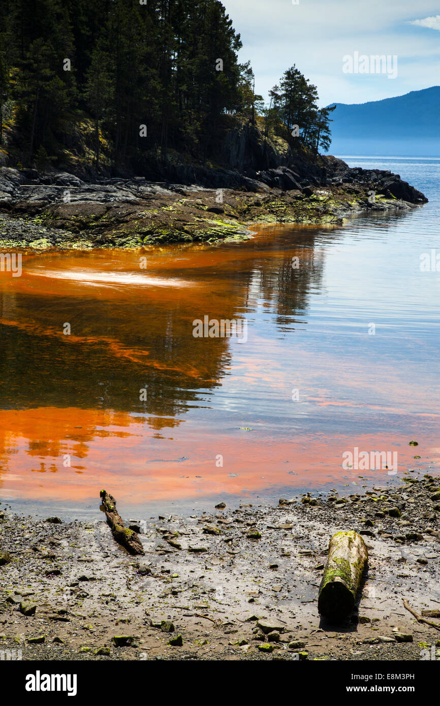 Red tide algae toxin High Resolution Stock Photography and Images - Alamy