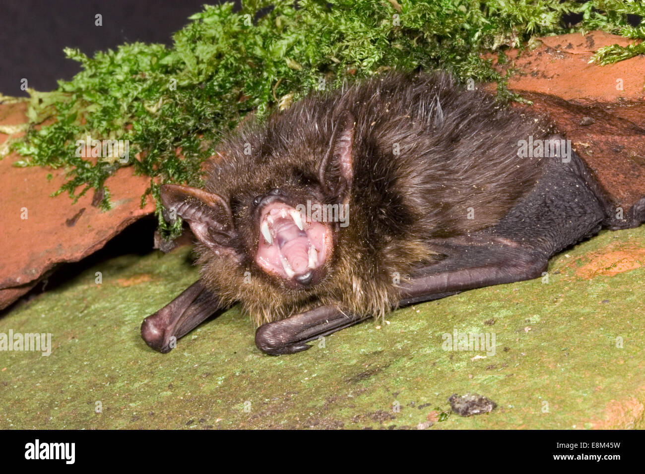 Serotine bats hi-res stock photography and images - Alamy