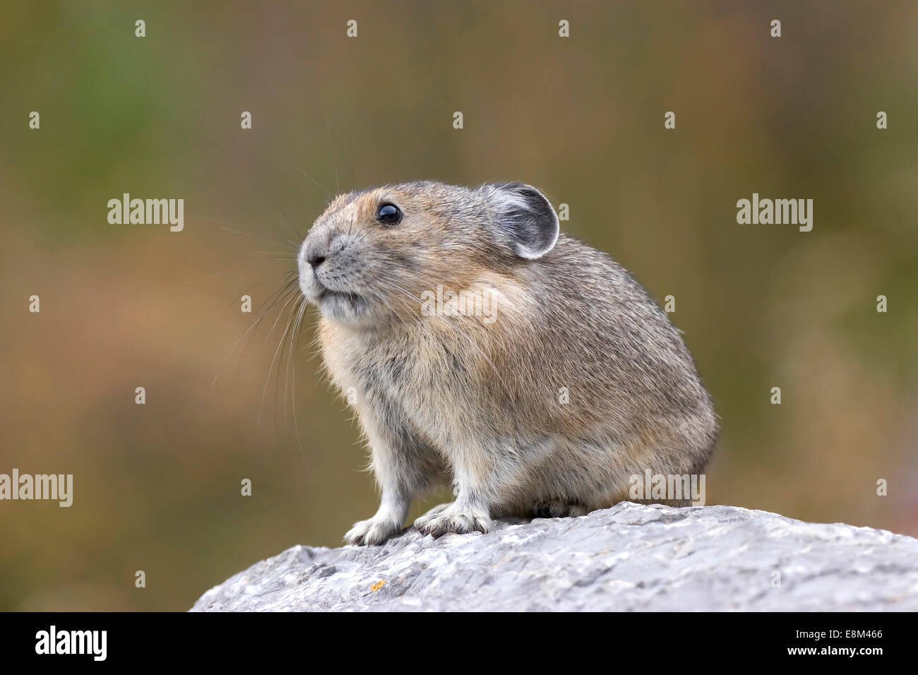 Pikas hi-res stock photography and images - Alamy