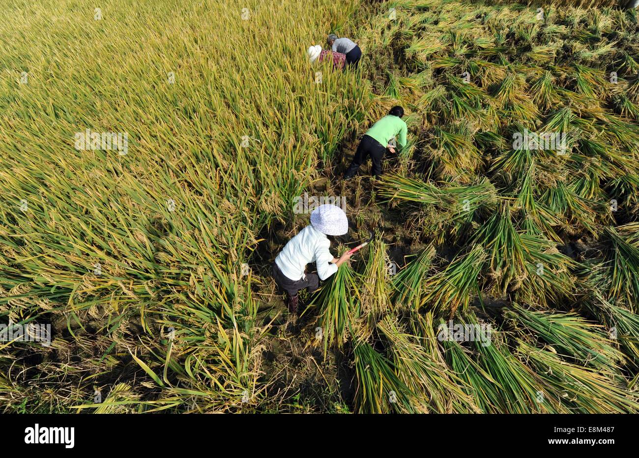 Xupu, China's Hunan Province. 10th Oct, 2014. Farmers harvest hybrid ...