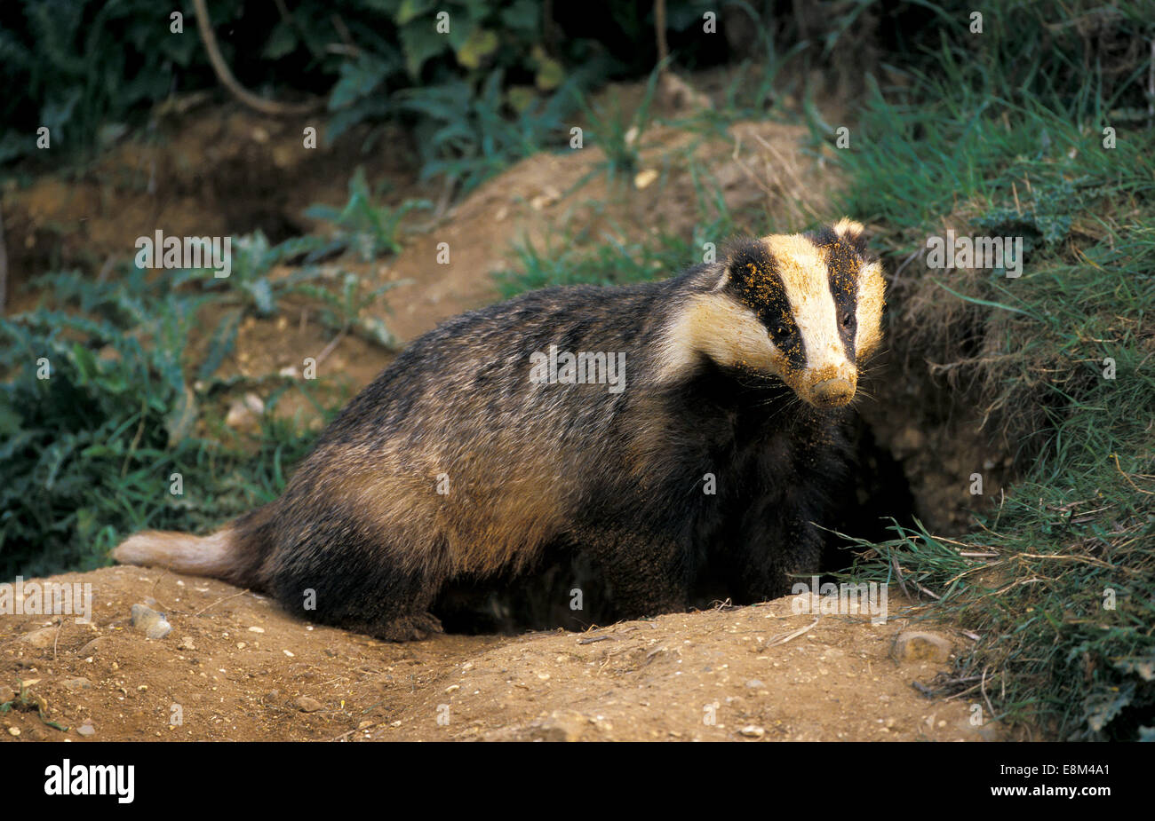 Meles meles hi-res stock photography and images - Alamy