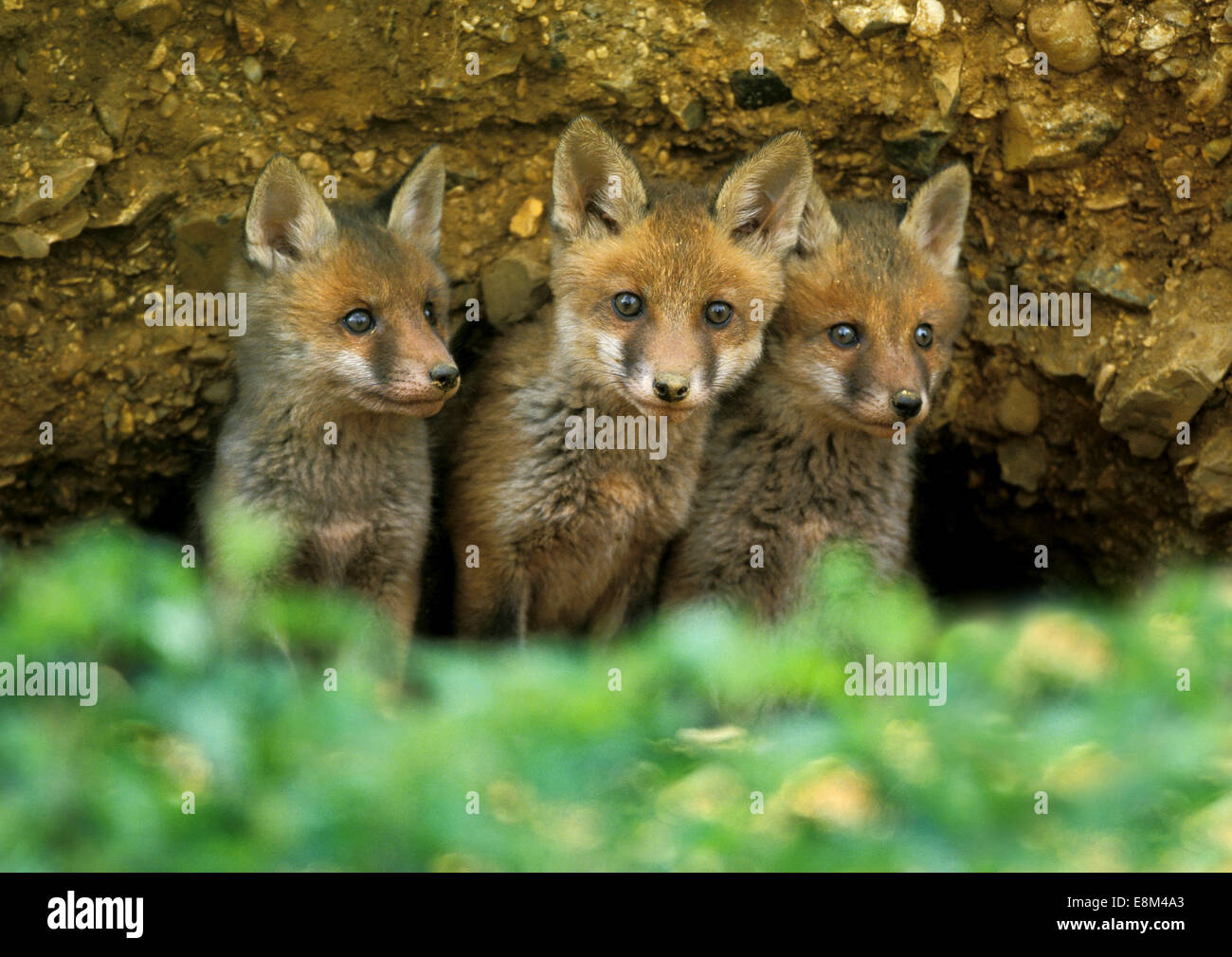 Fox - Vulpes vulpes Stock Photo - Alamy