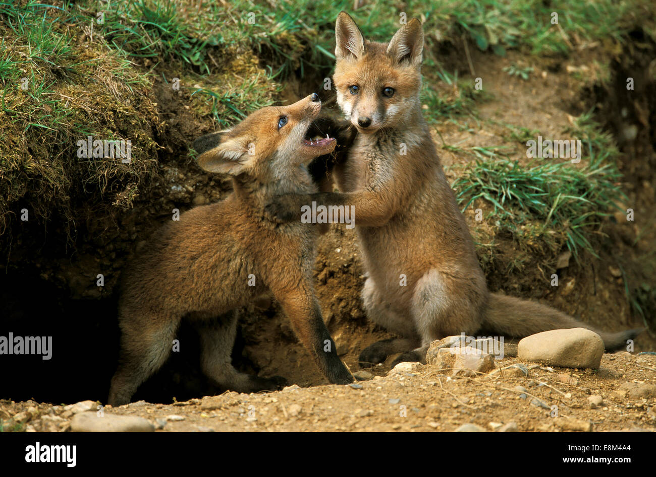 Two foxes fighting hi-res stock photography and images - Alamy