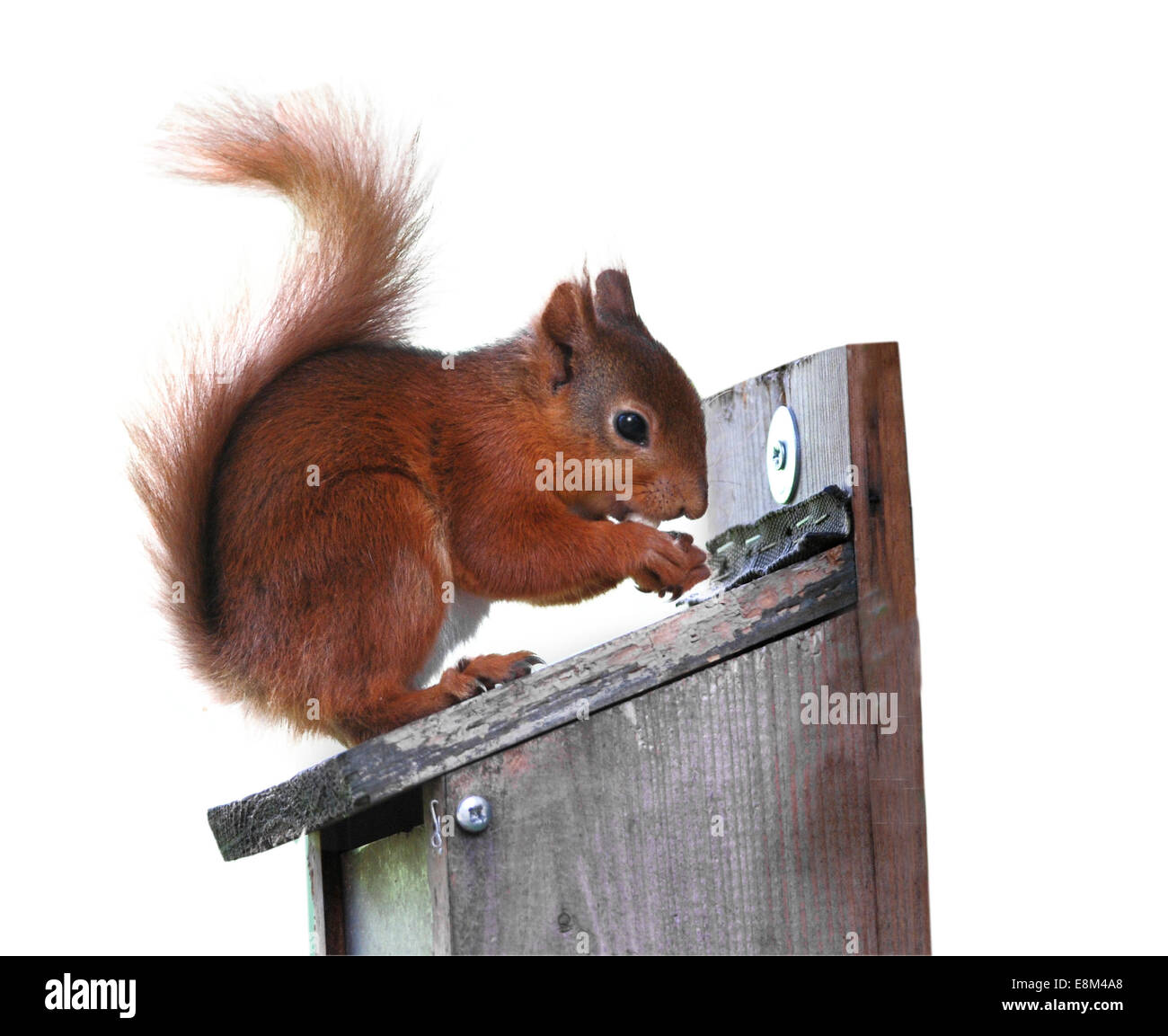 Squirrel Cut Out High Resolution Stock Photography and Images - Alamy