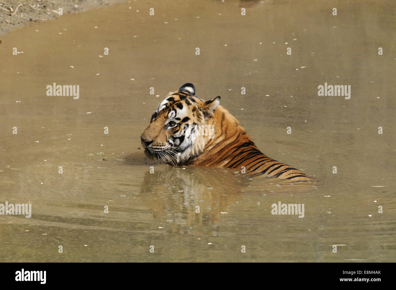 Tiger panthera tigris hi-res stock photography and images - Alamy