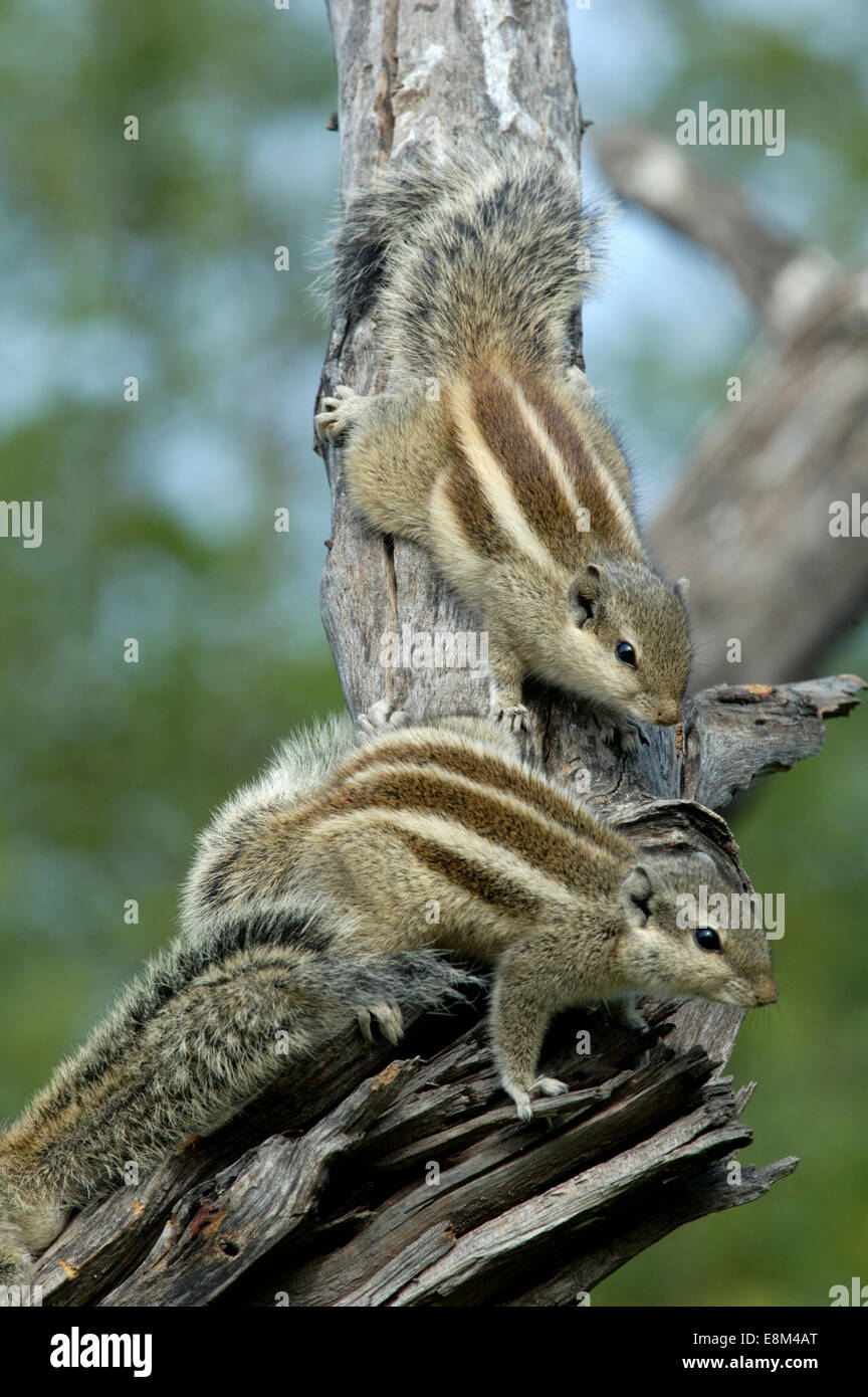 Five-striped Palm Squirrel - Funambulus pennantii Stock Photo - Alamy