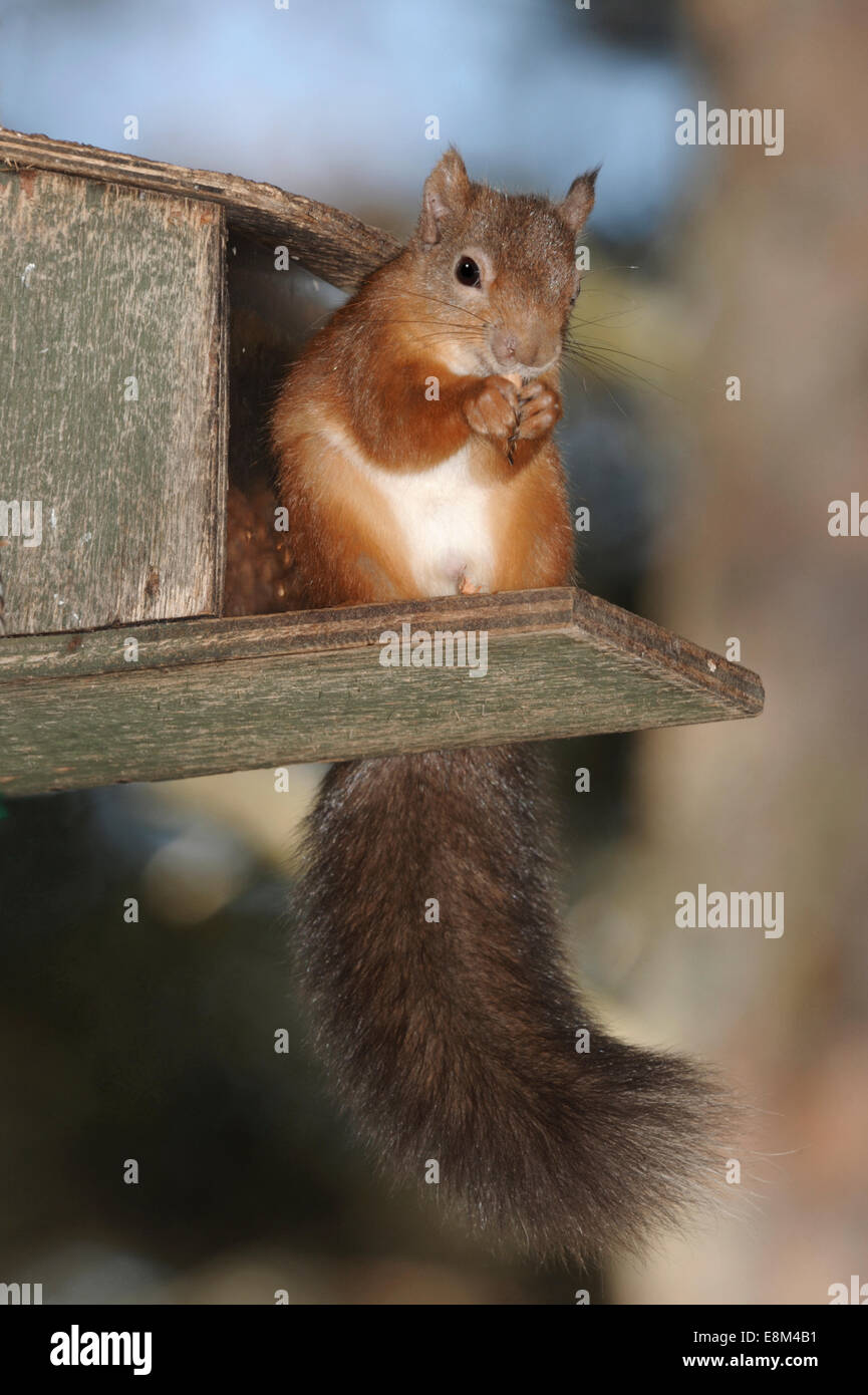 Squirrels close up hi-res stock photography and images - Alamy