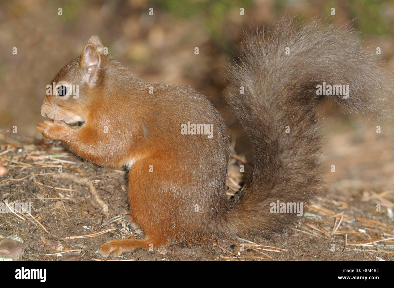 Squirrels close up hi-res stock photography and images - Alamy