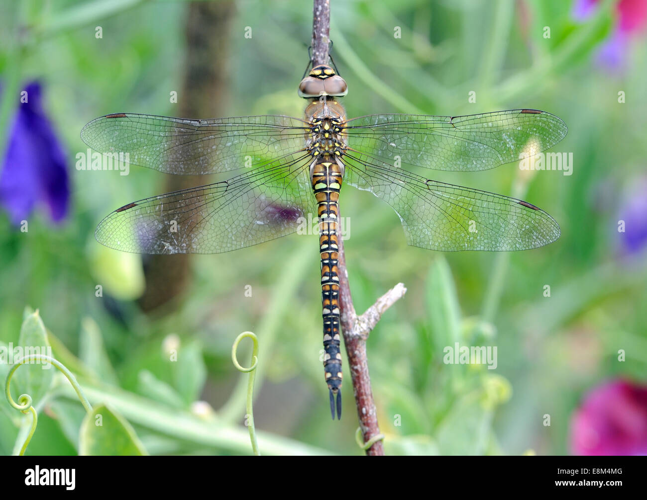 A female Migrant Hawker dragonfly (Aeshna mixta) . Bedgebury Forest ...