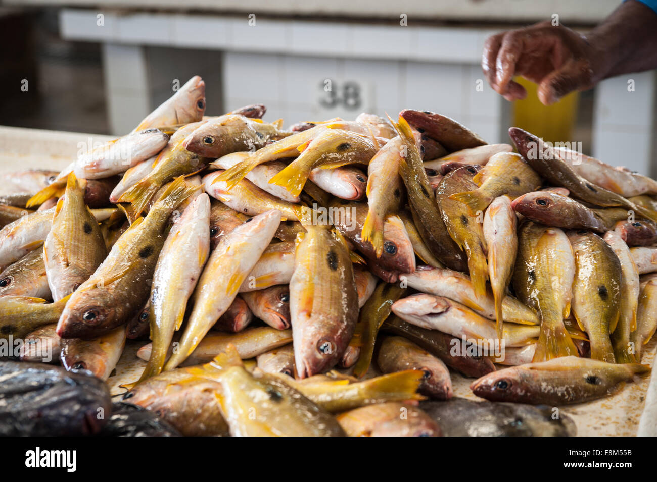 The Fish Market Dubai, United Arab Emirates Stock Photo - Alamy