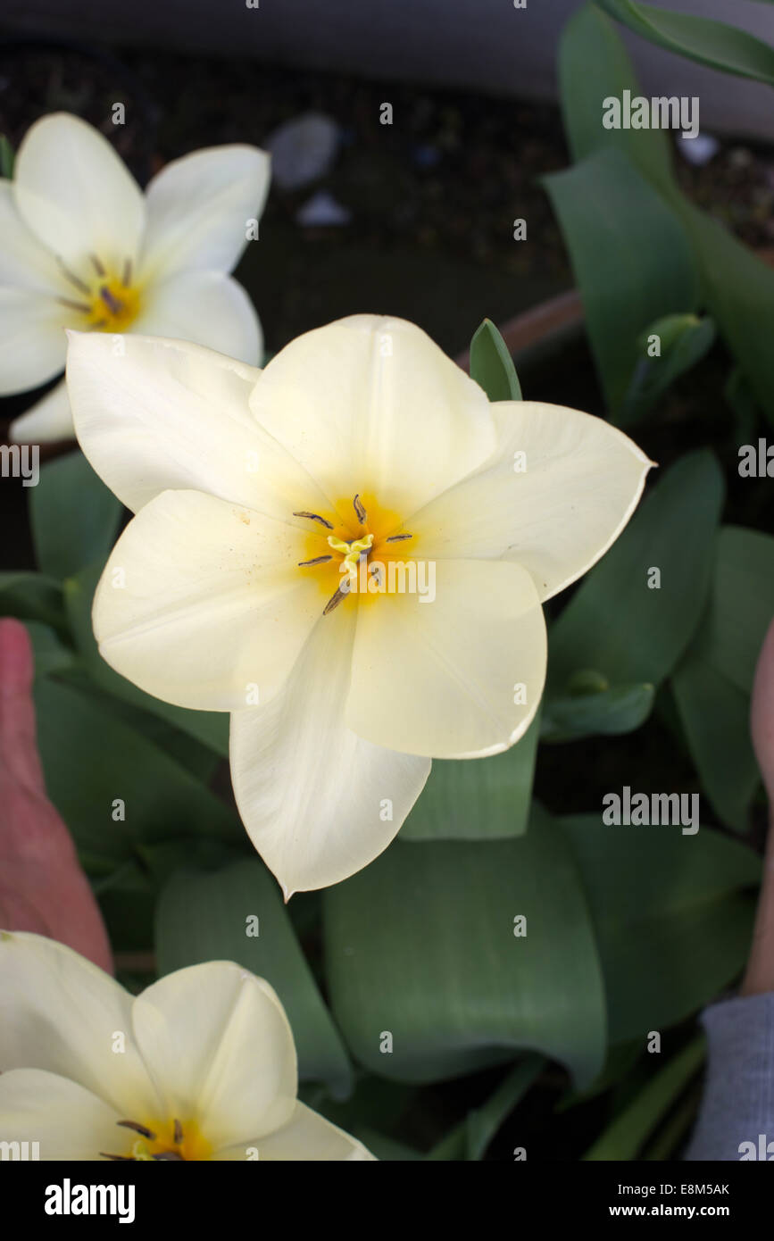 Pale yellow tulips in a back garden Stock Photo - Alamy