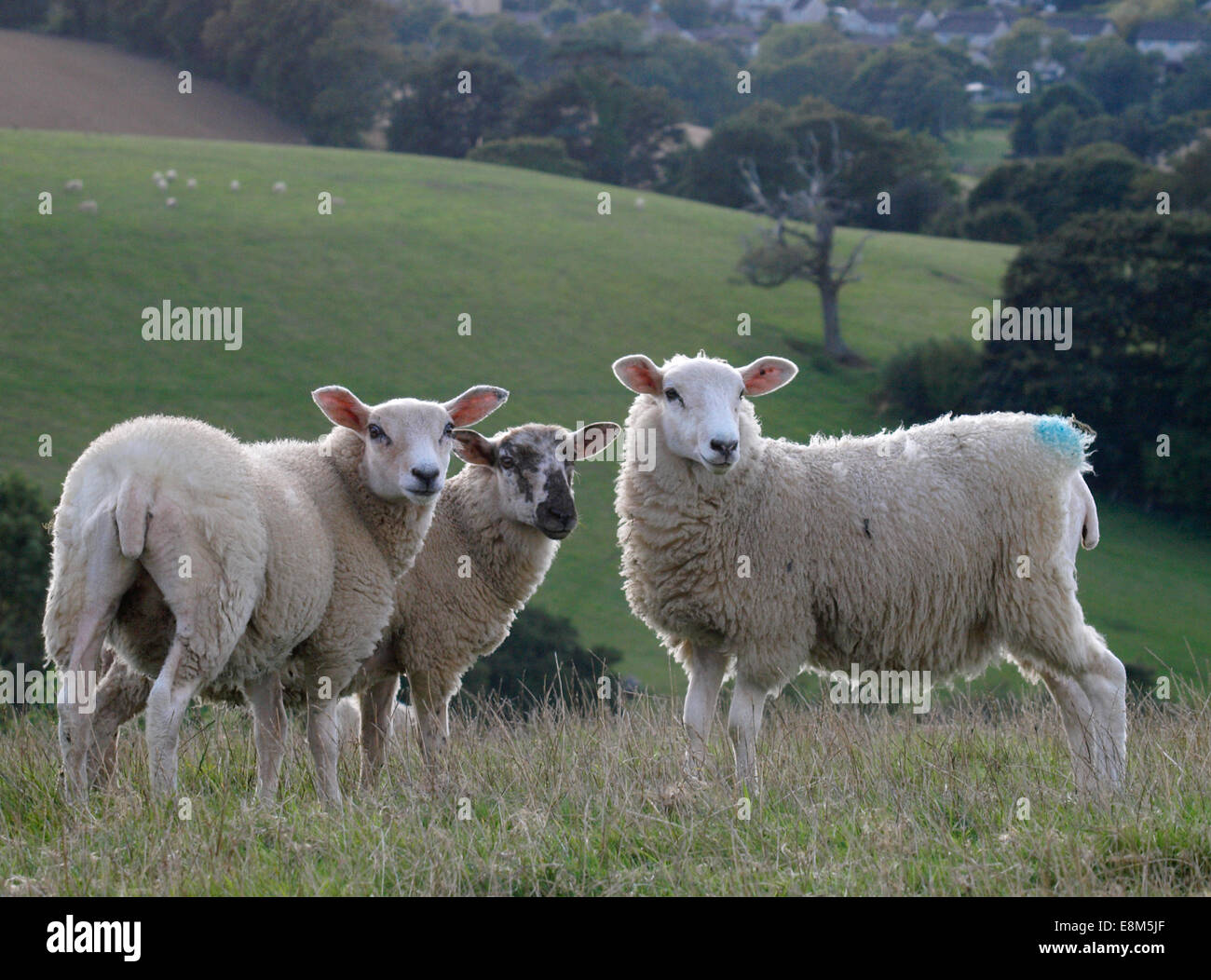 Three sheep standing on a hilltop, Dorset, UK Stock Photo - Alamy