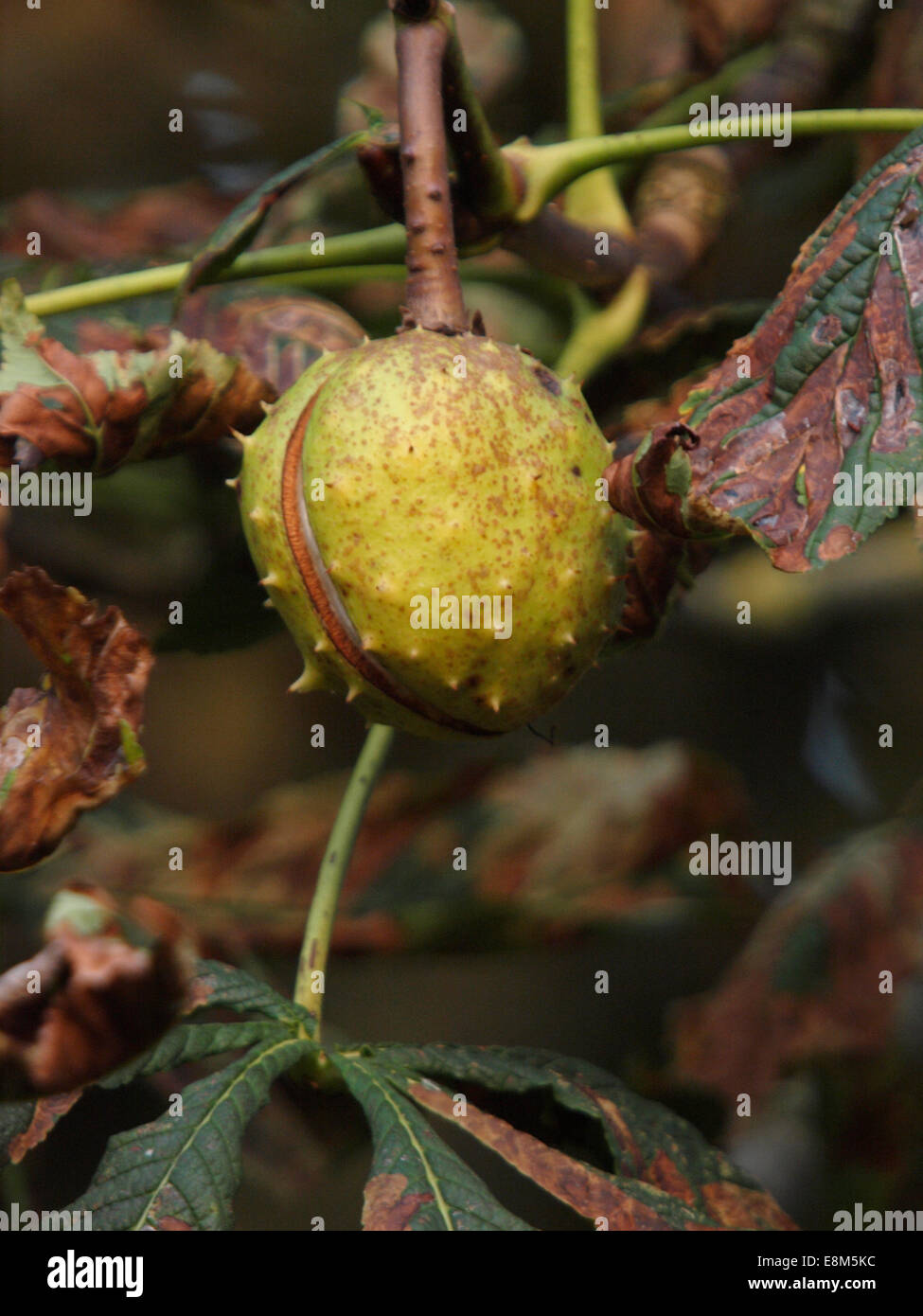 Conker in shell hi-res stock photography and images - Alamy