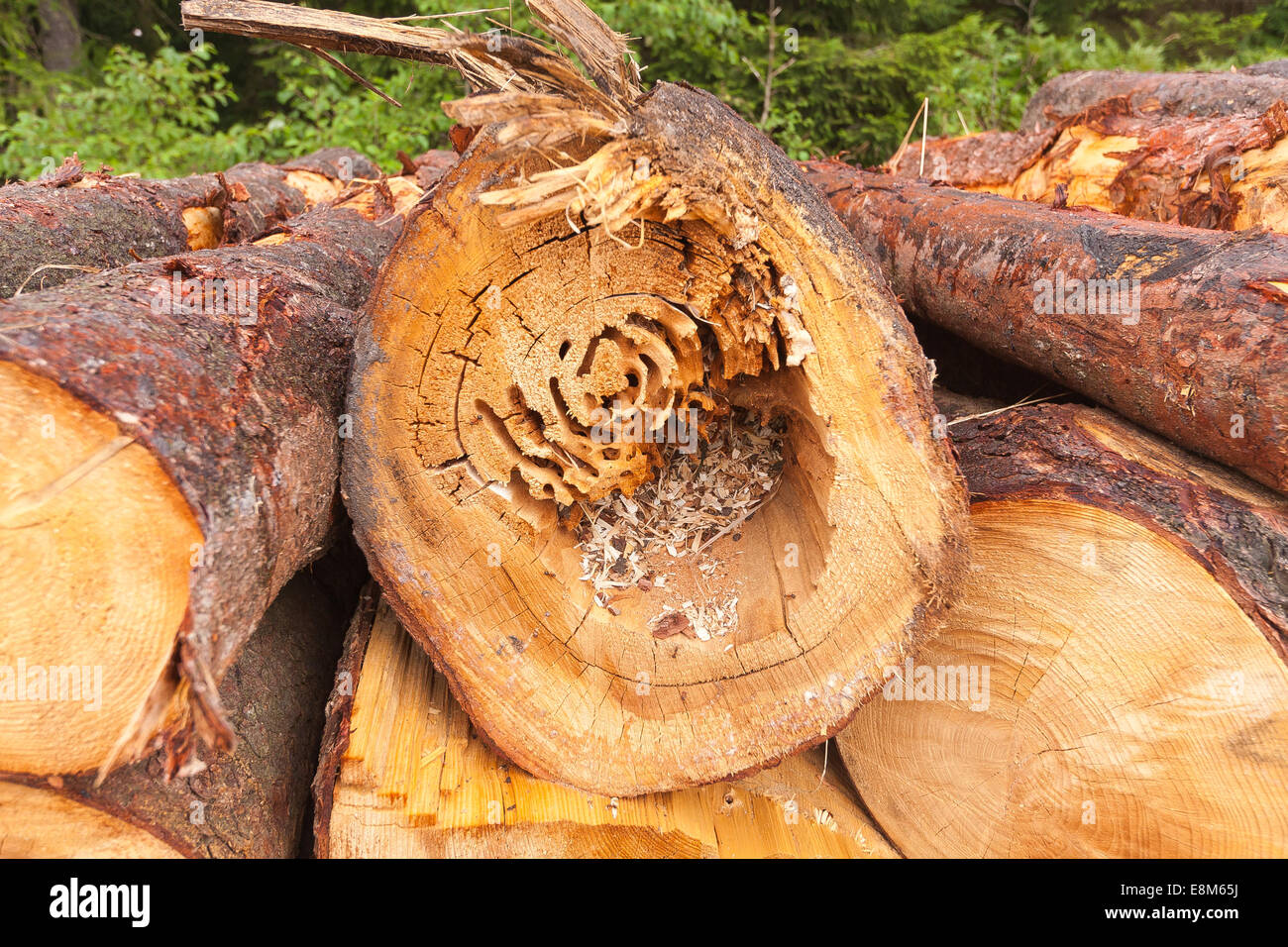Wooden logs on the brink of the forest prepared for transport Stock ...