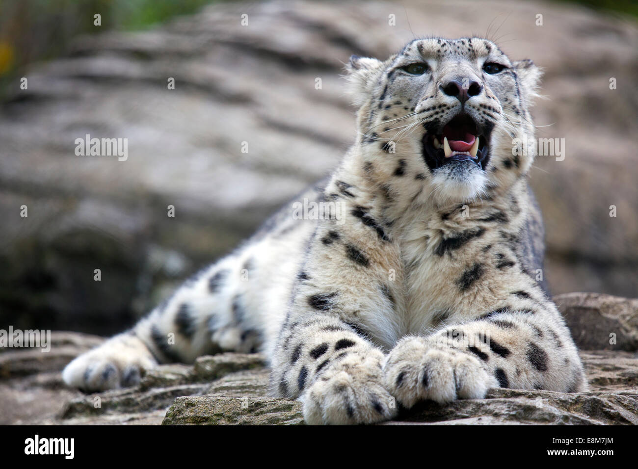 A young Snow Leopard resting on some rocks Stock Photo - Alamy