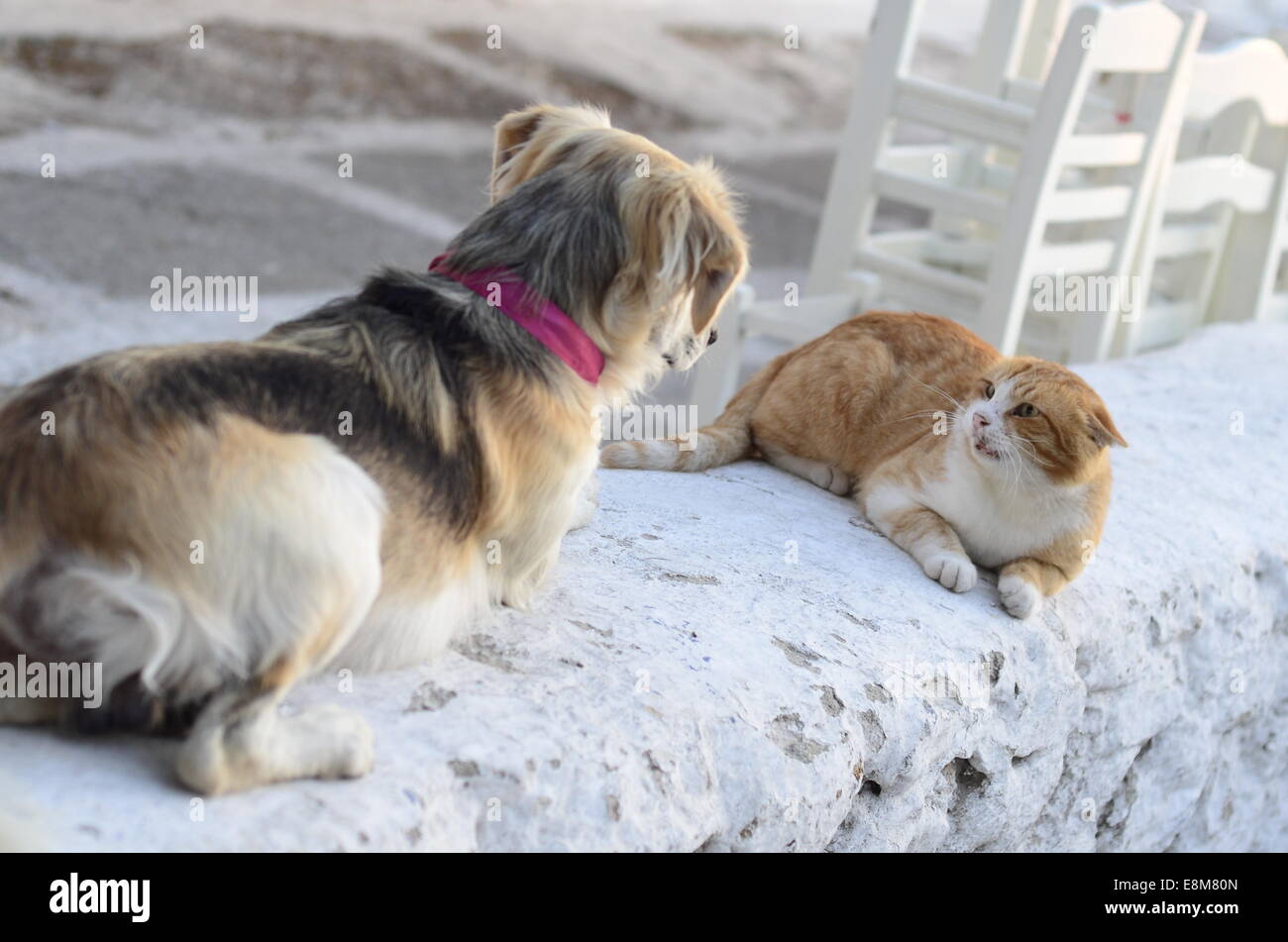 Cat dog fight hi-res stock photography and images - Alamy