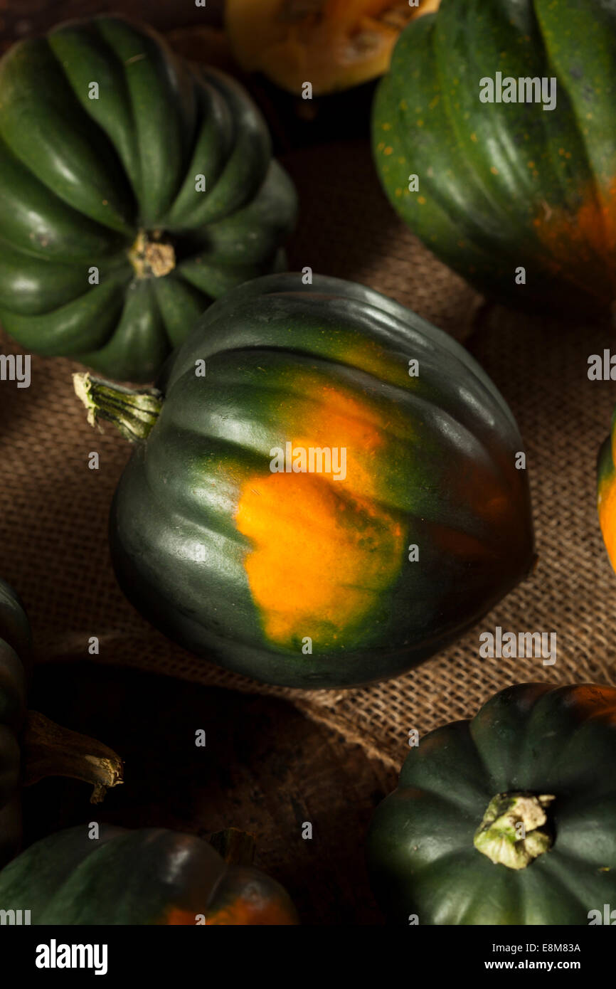 Raw Organic Green and Orange Acorn Squash Stock Photo - Alamy