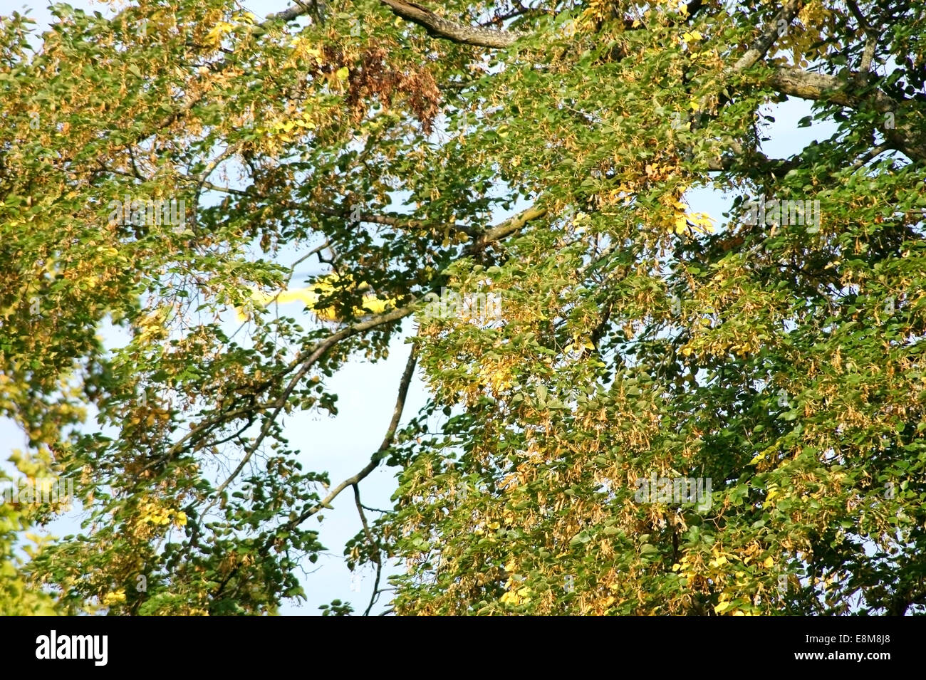 Hide behind branches hi-res stock photography and images - Alamy