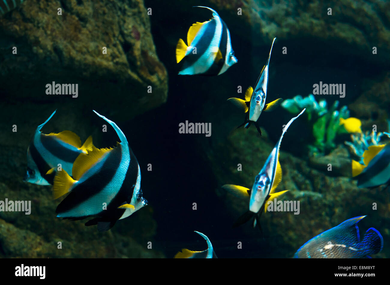 Butterfly fish school hi-res stock photography and images - Alamy