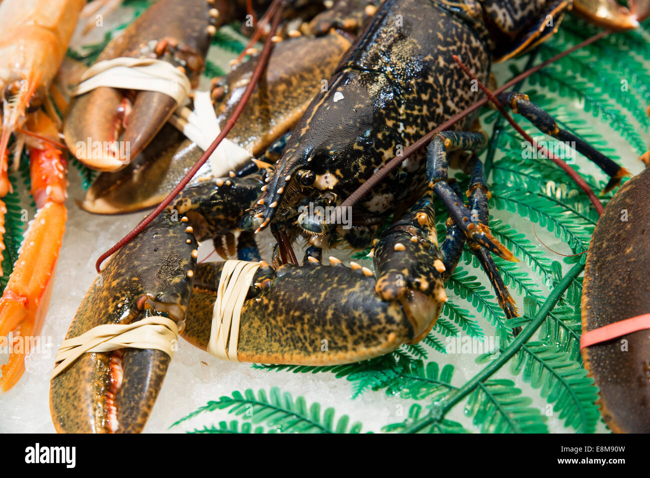 very large and fresh lobster Stock Photo - Alamy