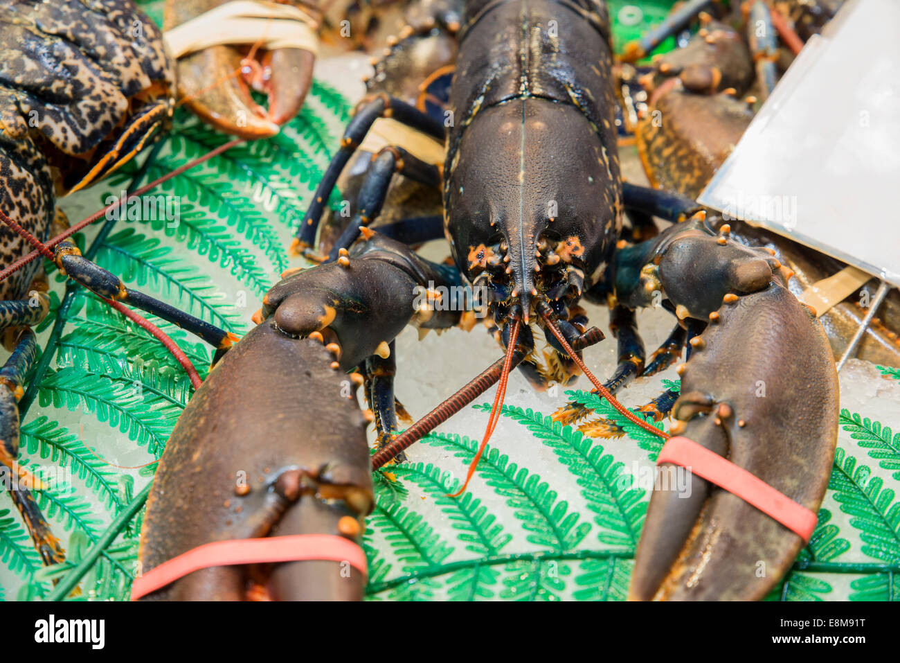 very large and fresh lobster Stock Photo - Alamy