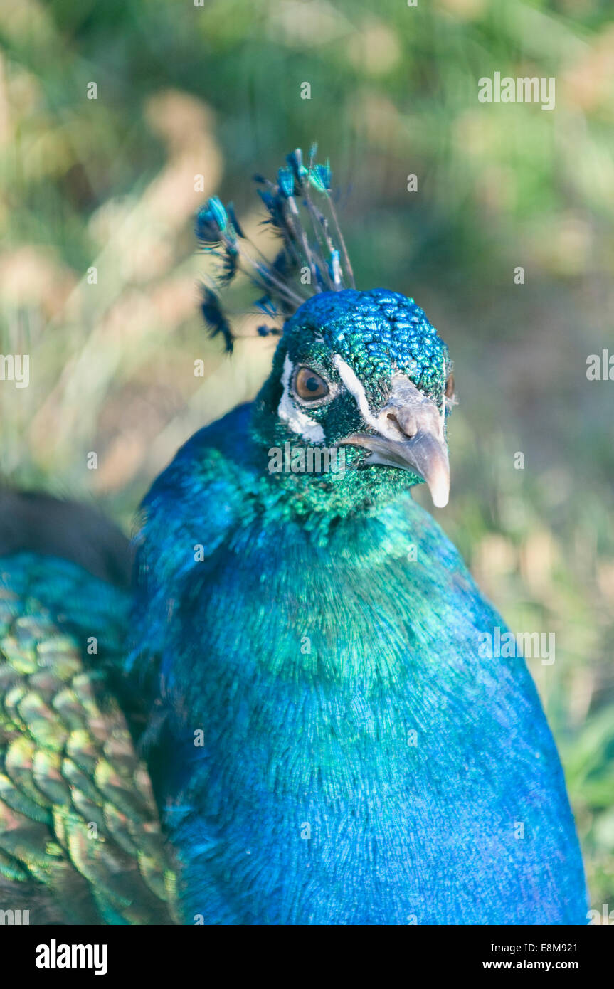 Congo peacock hi-res stock photography and images - Alamy