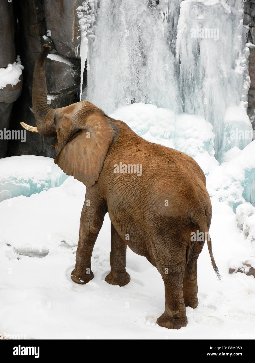 African Elephant in the snow Loxodonta africana Cheyenne Mountain Zoo ...