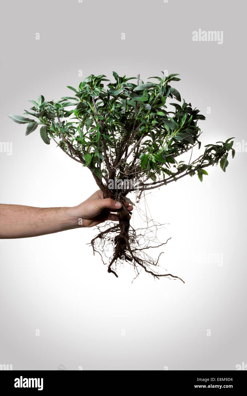 Human hand holding uprooted tree with the root system visible ...
