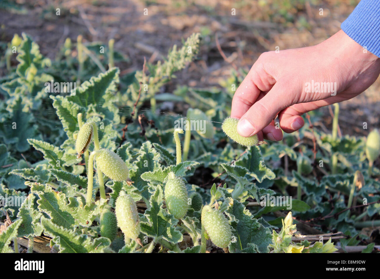 Ecballium elaterium (squirting cucumber, exploding cucumber) squirts ...