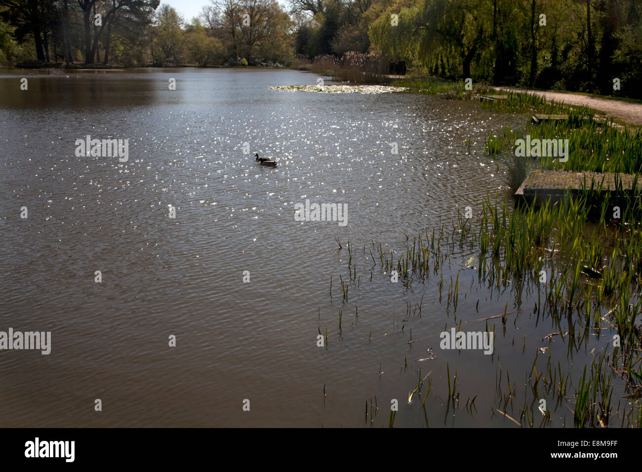 Southampton common southampton hi-res stock photography and images - Alamy