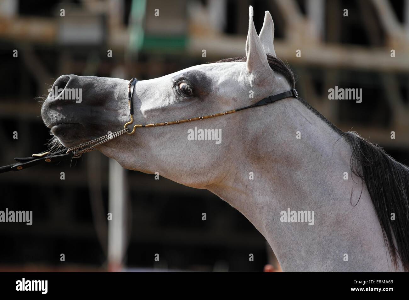 Jericho, West Bank, Palestinian Territory. 10th Oct, 2014. Palestinians ...