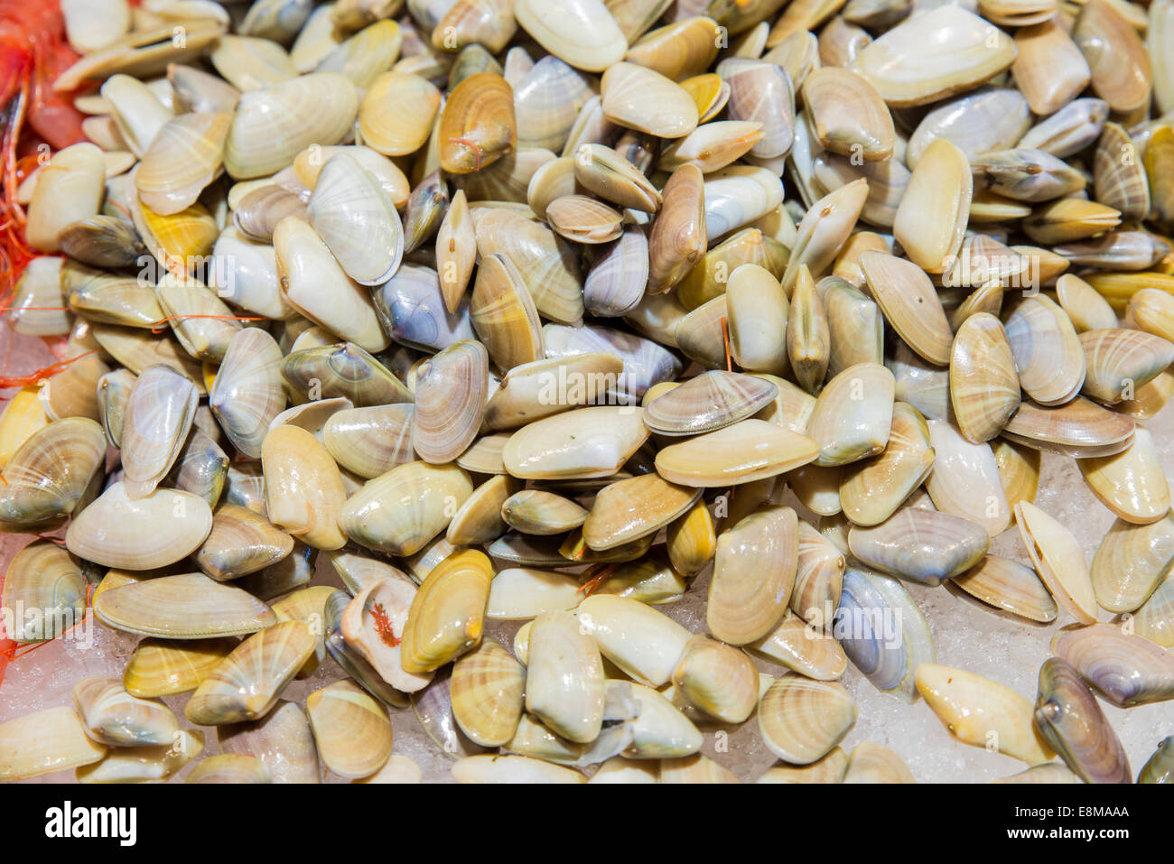 Fresh clams prepared for cooking Stock Photo - Alamy