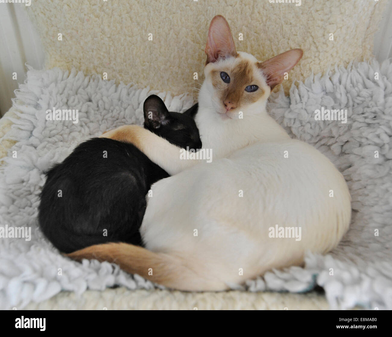 A Cinnamon Point Siamese mother cat cuddles her black Oriental Siamese ...