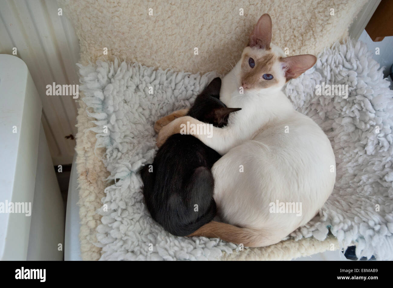 A Cinnamon Point Siamese mother cat cuddles her black Oriental Siamese ...