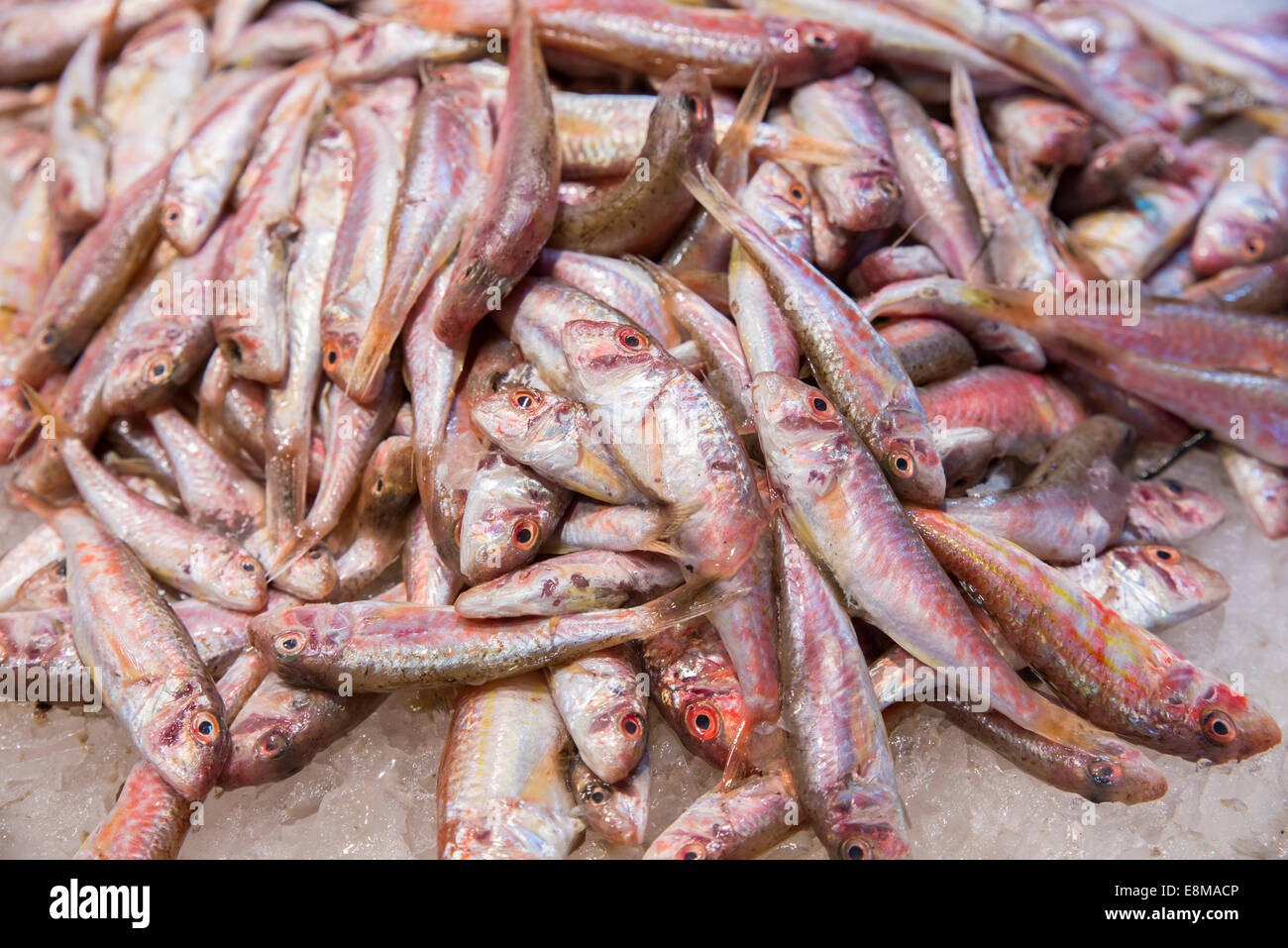 Mullet fishing mullet hi-res stock photography and images - Alamy