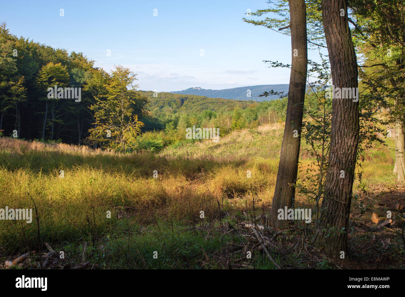 Carpathian forest hi-res stock photography and images - Alamy