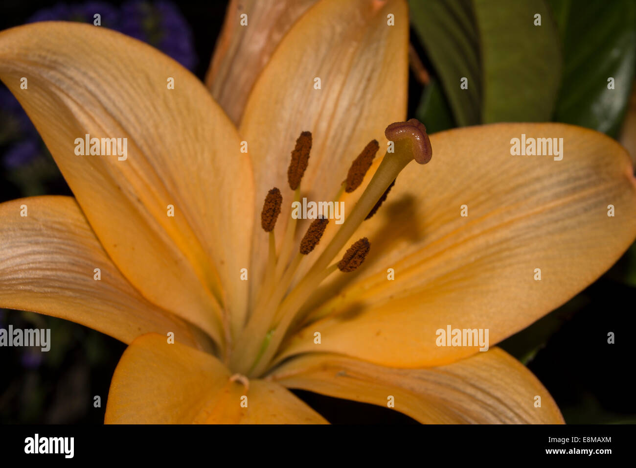 Parts of a lily hi-res stock photography and images - Alamy