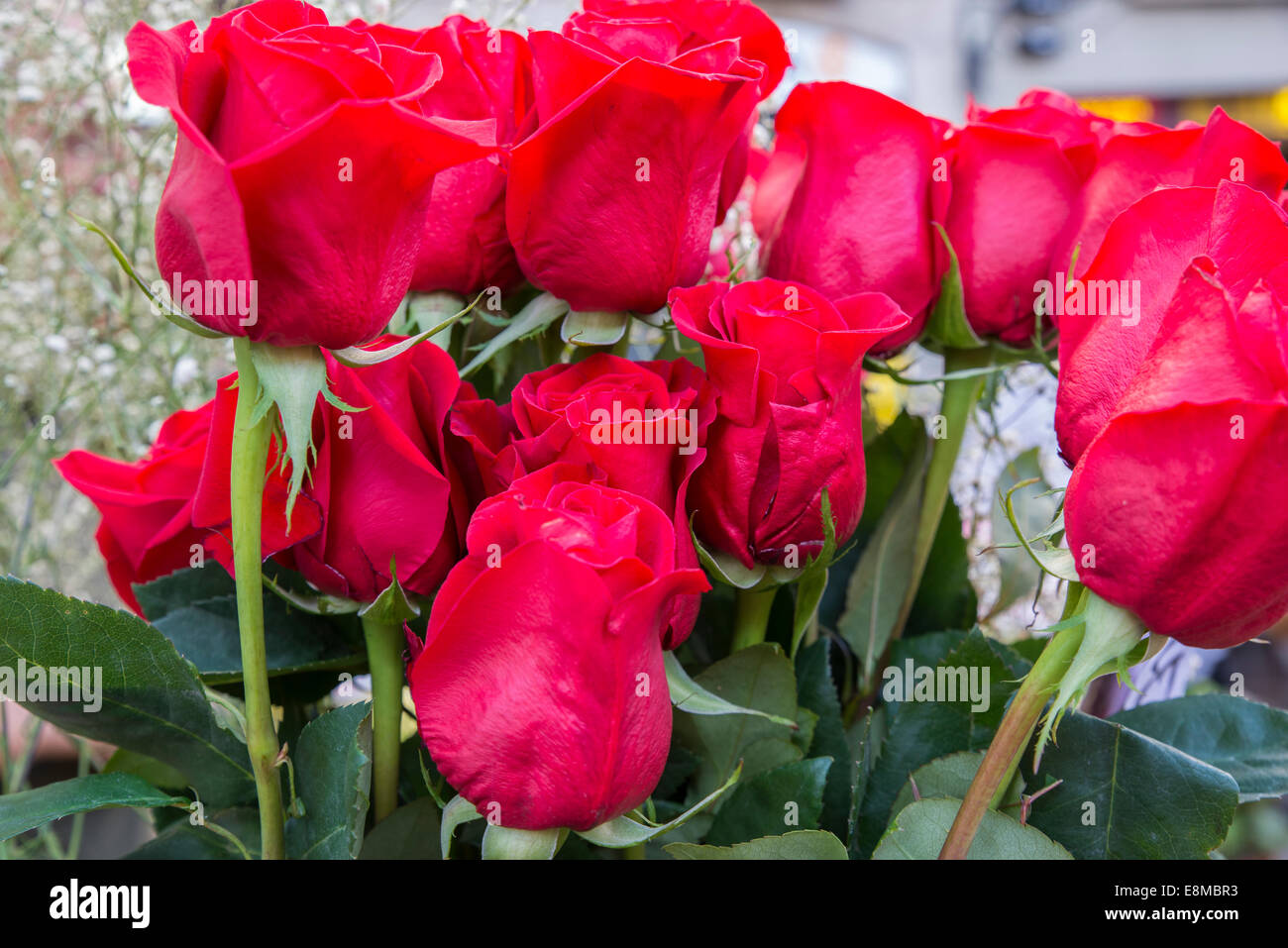 bouquet of red roses for valentines Stock Photo - Alamy