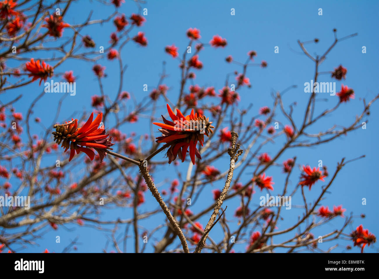 Coral tree flowers on the tree Stock Photo - Alamy