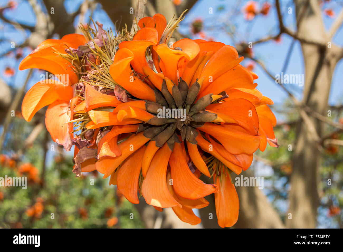 Flowers of the Coast Coral tree Stock Photo - Alamy