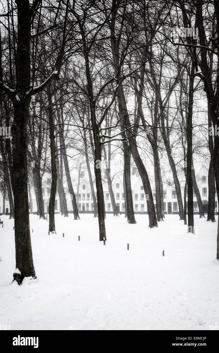 Forest of ghosts Stock Photo - Alamy